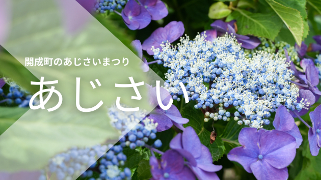 開成町のあじさいまつり｜KTK Creatives｜coconalaブログ